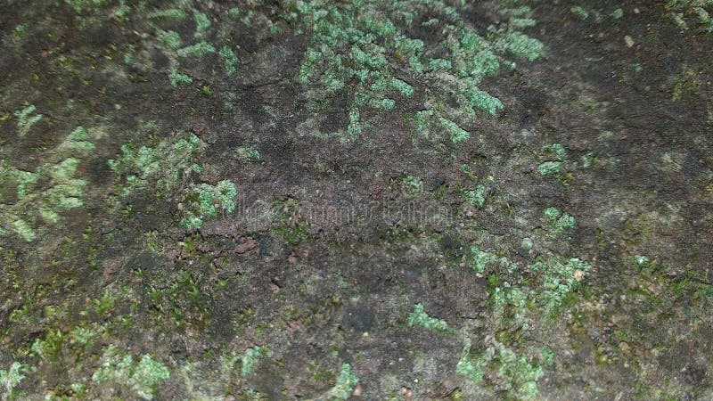 Unfocused Background of Grass Plants at Night Stock Image - Image of ...