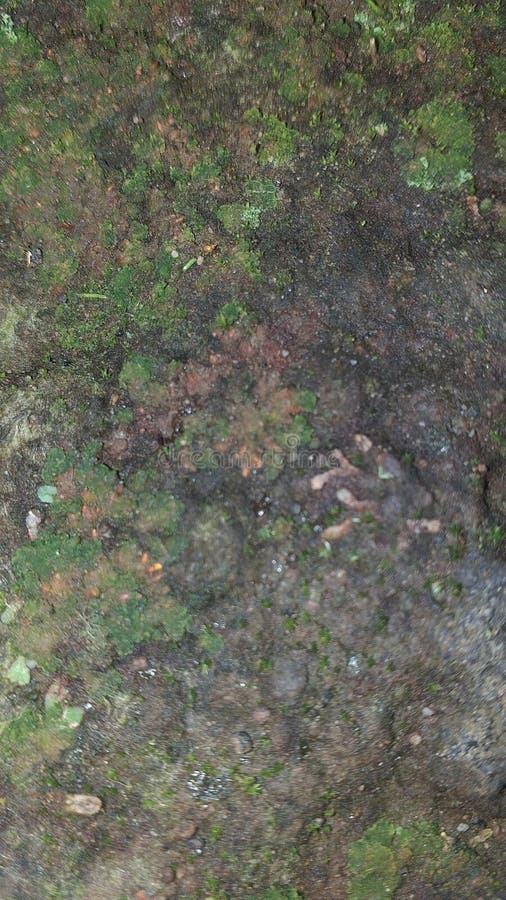 Unfocused Moss Plant Background at Night Stock Photo - Image of plant ...