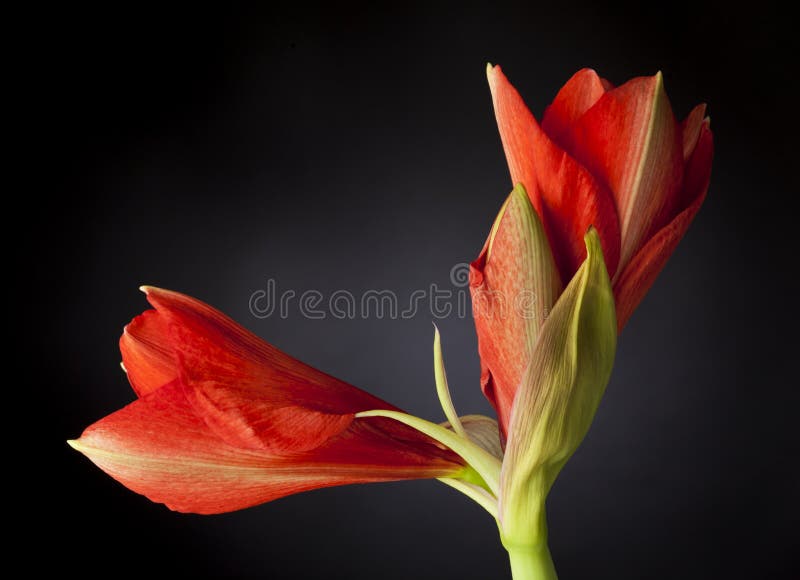 Unfolding Amaryllis stock image. Image of beauty, blooming - 28635001