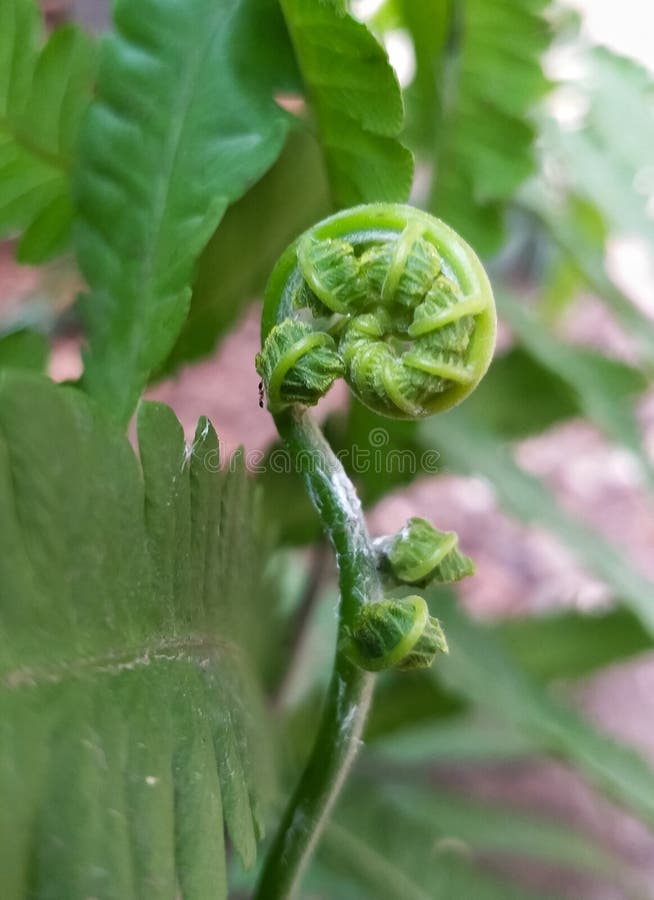 Unfolding Fern Leaf Spiral Fern Bud Stock Photo - Image of unfolding ...