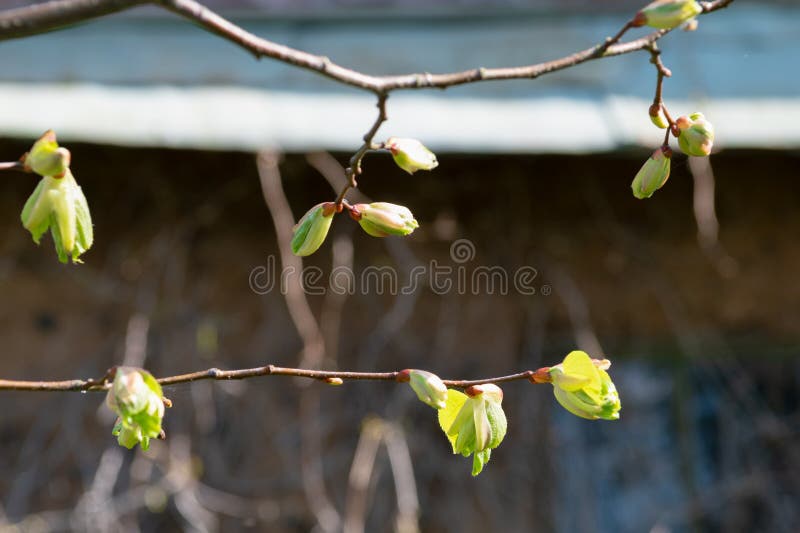 Unfolding Leaves and Light Green Buds on Tree Branches in Springtime ...