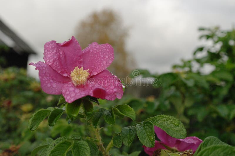 Unforgettable Rose Hip Flower Stock Photo - Image of nature, beautiful ...