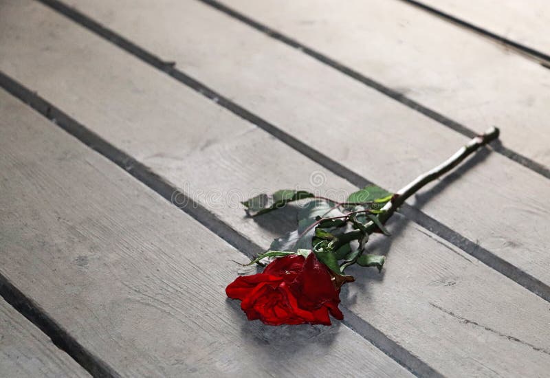 Unfresh Rose Flower on a Log. Stock Image - Image of roseflower, tired ...