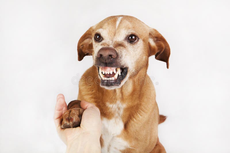Unfriendly Dog Stock Photos - Free & Royalty-Free Stock Photos from ...