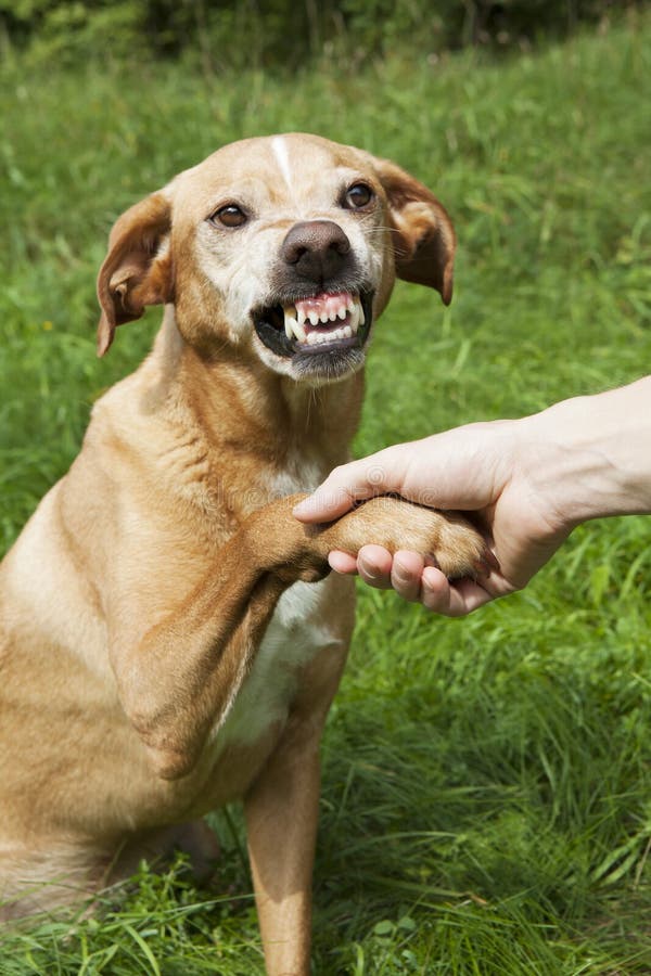 Dog Shake Paw Stock Images - Download 490 Royalty Free Photos