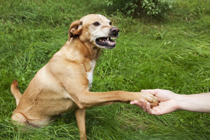 Vicious brown dog. stock photo. Image of mongrel, grass - 83136580