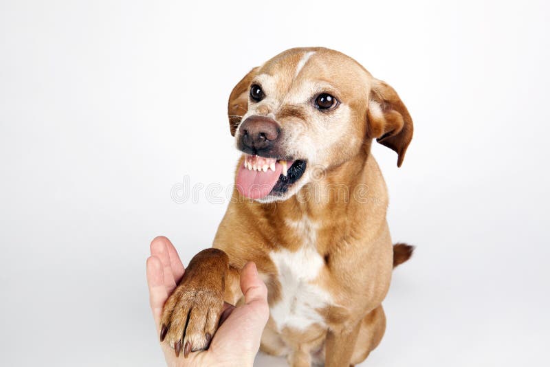 Unfriendly Dog Stock Photos - Free & Royalty-Free Stock Photos from ...