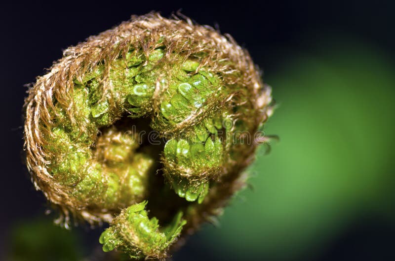Unfurl the Fern stock photo. Image of flower, evening - 49668340