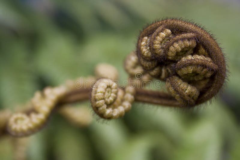 Unfurling Della Fronda Della Felce Immagine Stock - Immagine di ...