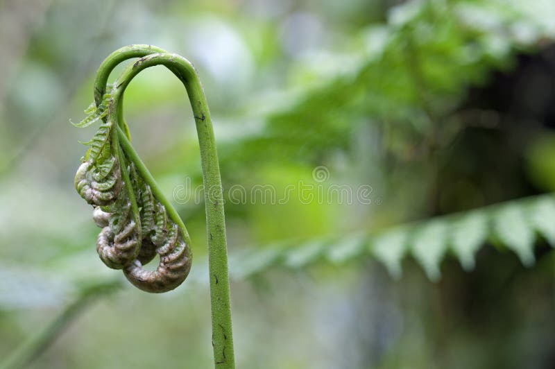 Unfurling Fern fiddlehead stock photo. Image of cloud - 26541112