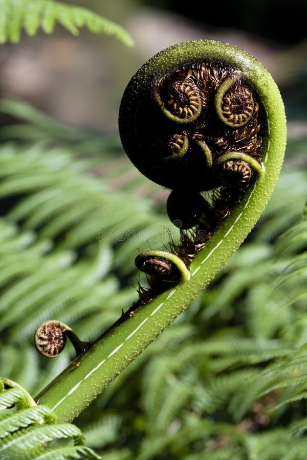 Unfurling Frond of the Tree Fern Stock Image - Image of green ...