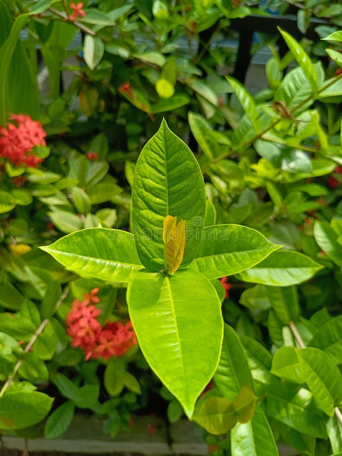 Unfurling Promise Stock Photos - Free & Royalty-Free Stock Photos from ...