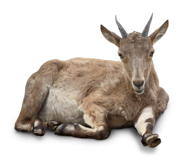 Ung Inhemsk Get, Unge Som Isoleras Arkivfoto - Bild av skjutit ...