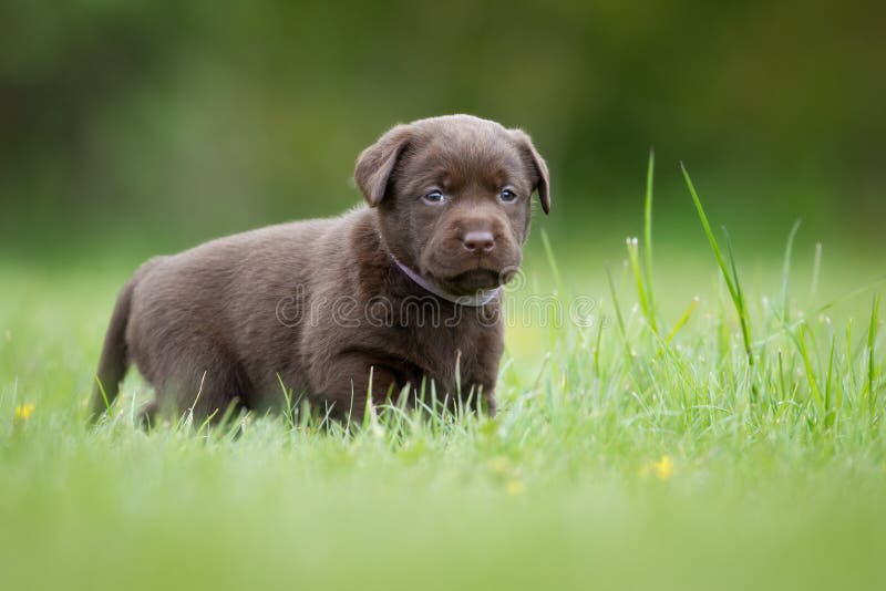 Brun Labrador Retriever Valp Arkivfoto - Bild av bebis, medf8ort: 55989424