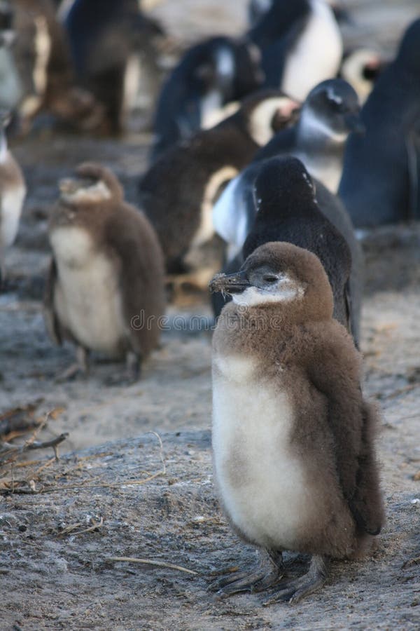 Pingvinbarn arkivfoto. Bild av arenaceous, barn, djurliv - 22045354