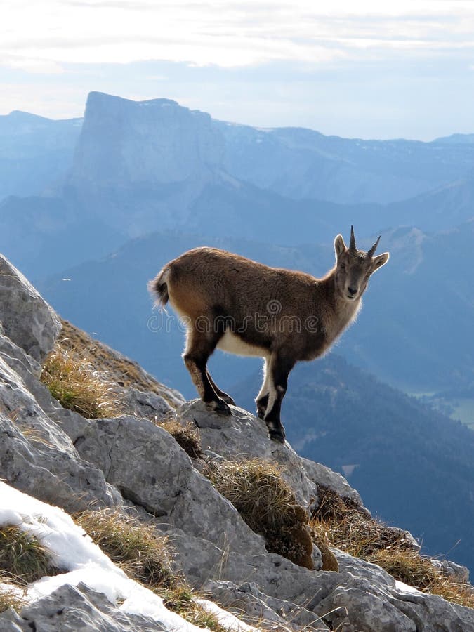 Ung stenbock fotografering för bildbyråer. Bild av grenoble - 38723599