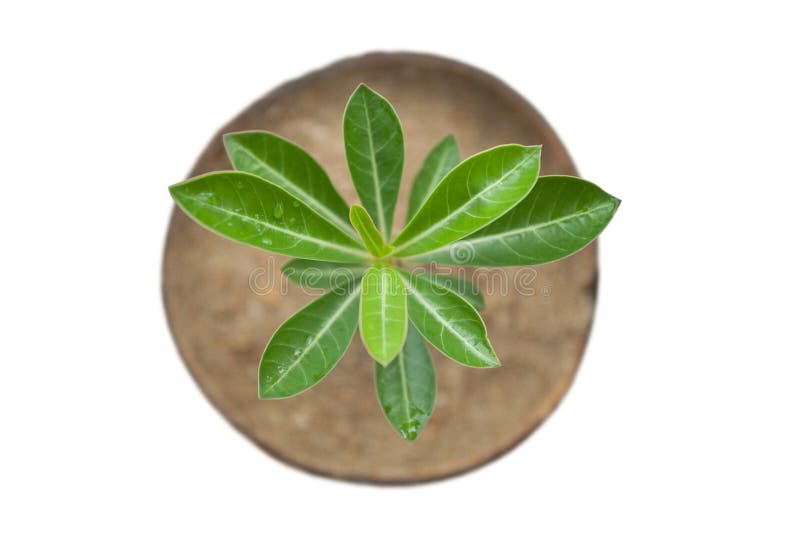 Ung tree arkivfoto. Bild av natur, litet, sapande, ekologi - 26779442