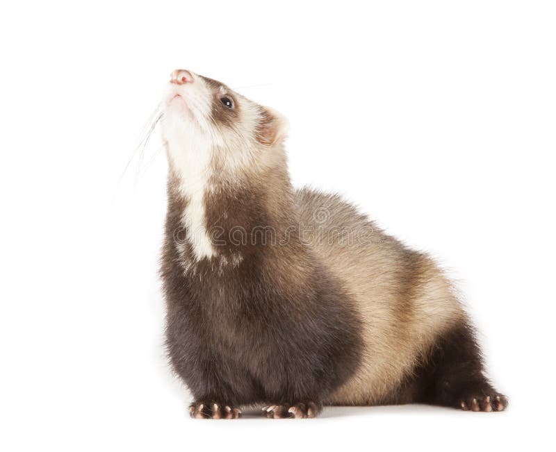 Ung vessla fotografering för bildbyråer. Bild av hemhj - 27624769