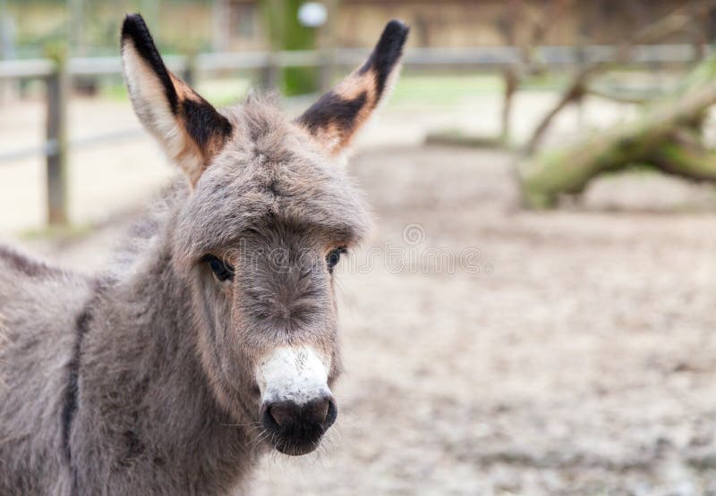 Ung åsna som äter gräs fotografering för bildbyråer. Bild av hemhj ...