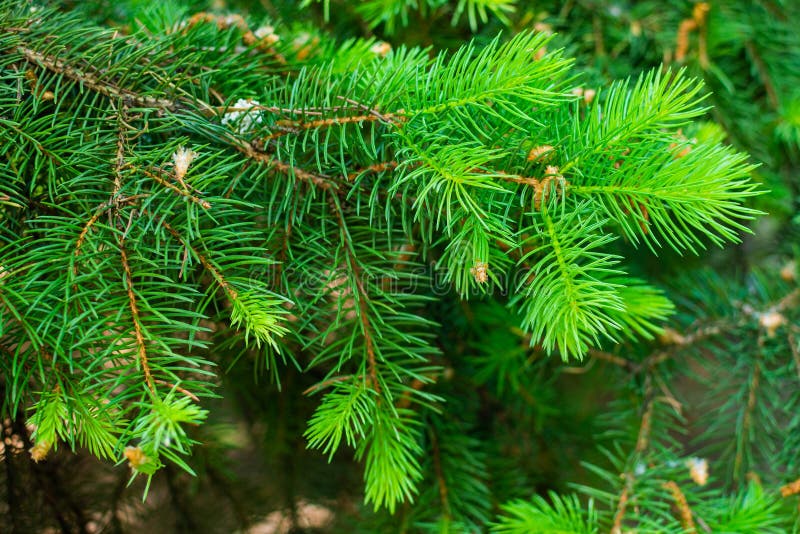 Lemmar Stock Foton , bilder och fotografi - Ladda ner 903 foton