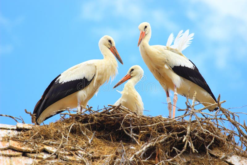 Unga Storkar Som Kopplar Av I Rede Arkivfoto - Bild av avlinding ...