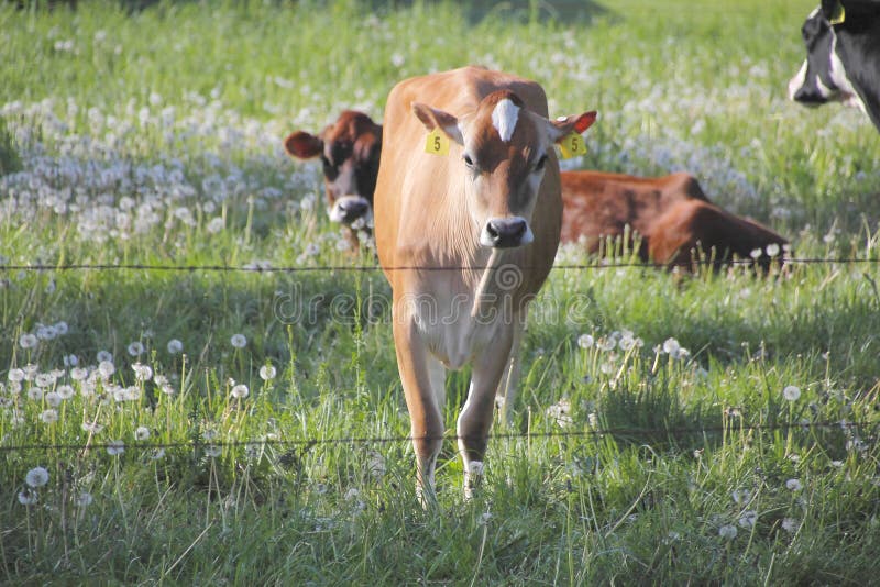 Ung Jersey kalv fotografering för bildbyråer. Bild av barn - 129372499