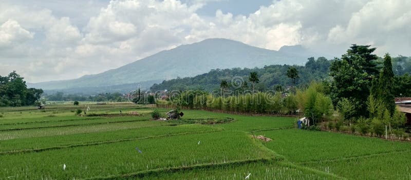 Ungaran stock photo. Image of plantation, pasture, meadow - 263335152