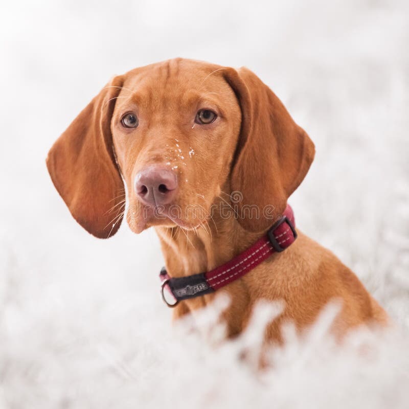 Ungarischer Jagdhund stockbild. Bild von haustier, schauen - 37651607
