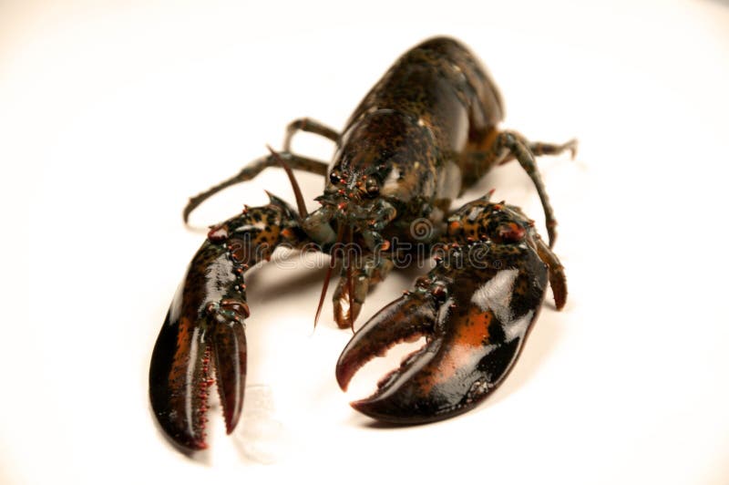 Ungekochter Hummer stockbild. Bild von abbildung, schön - 98026655