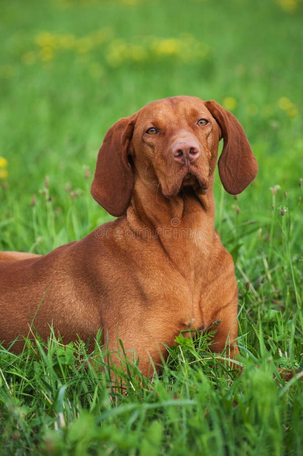 Cane Ungherese Di Viszla Che Si Siede Sul Fondo Nero Fotografia Stock ...