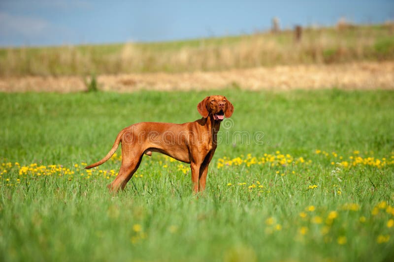 Cane Ungherese Di Viszla Che Si Siede Sul Fondo Nero Fotografia Stock ...