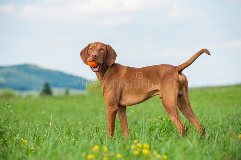 Cane Ungherese Di Viszla Che Si Siede Sul Fondo Nero Fotografia Stock ...