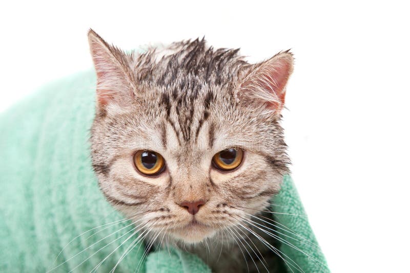 Unhappy cat stock photo. Image of funny, feline, trouble - 22728084