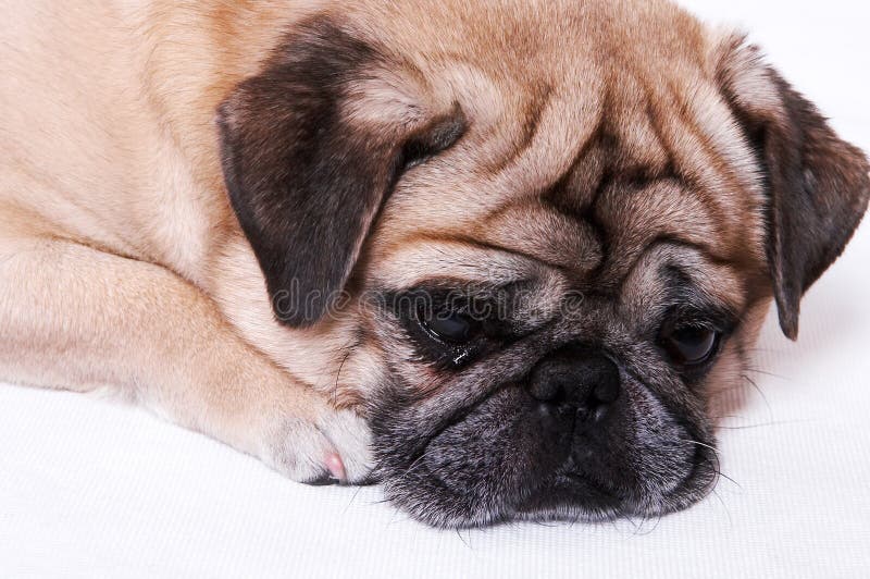Unhappy dog stock image. Image of domestic, portrait, fatigue - 4248663