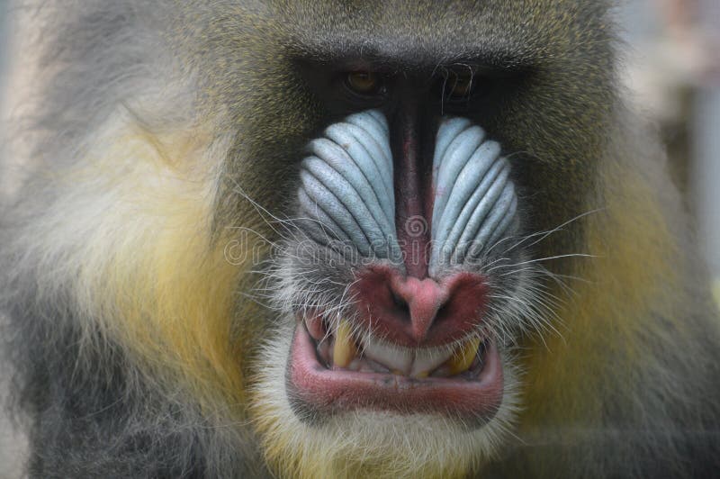 Ape Baring Teeth Stock Photos - Free & Royalty-Free Stock Photos from ...