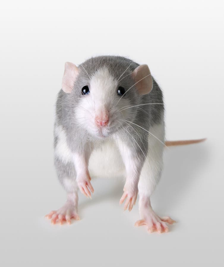 Unhappy Rat stock image. Image of vermin, tired, isolated - 10559725