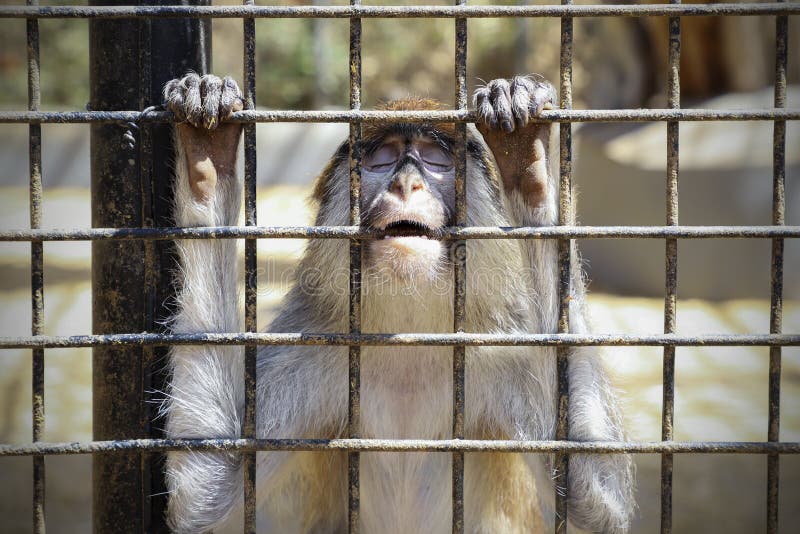 Unhappy Sad Monkey in a Cage Stock Photo - Image of chimpanzee, monkey ...