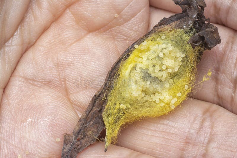 Unhatched Tiny Spider Eggs on the Silk Sac Web. Stock Image - Image of ...