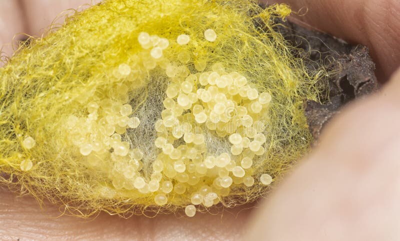 Unhatched Tiny Spider Eggs on the Silk Sac Web. Stock Image - Image of ...