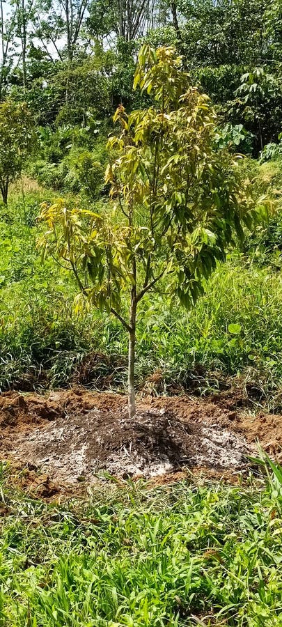 Unhealthy Durian Tree with Root Fungus Decease Stock Image - Image of ...