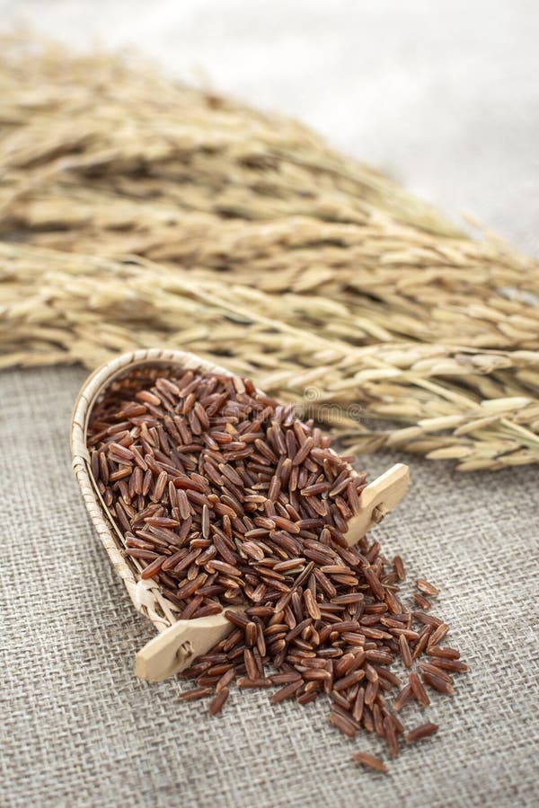 Unhulled Asian Red Rice Grains in Rustic Setting Display in Cambodia ...