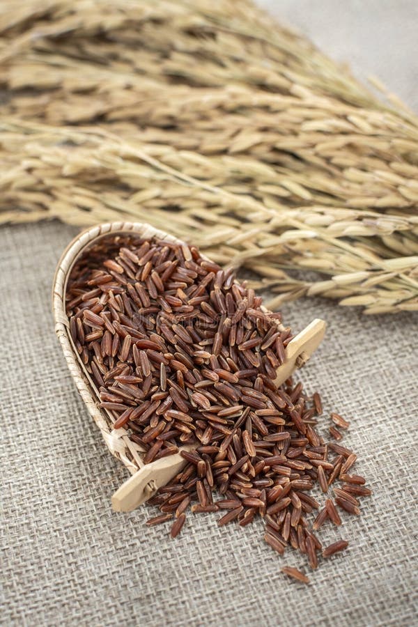 Unhulled Asian Red Rice Grains in Rustic Setting Display in Cambodia ...