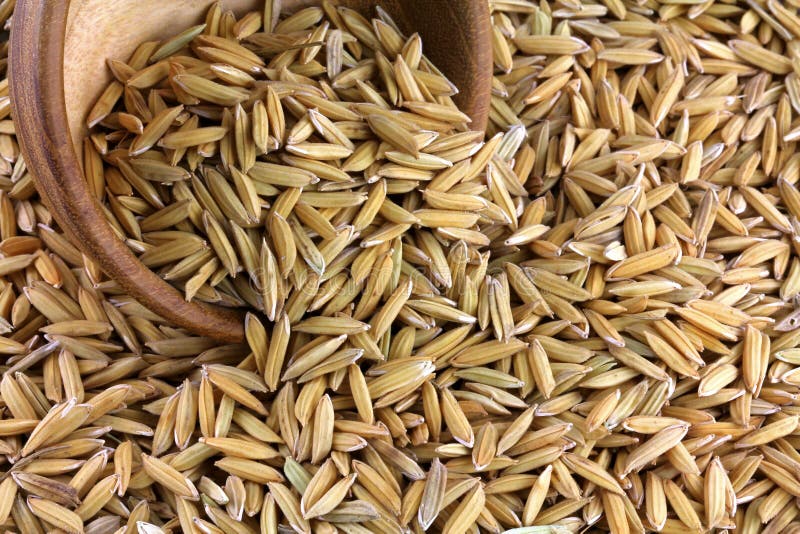 Unhusked Asian rice stock image. Image of shot, cuisine - 26651377