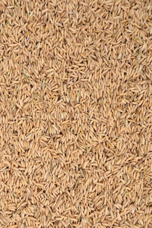 128 Unhusked Rice Stock Photos - Free & Royalty-Free Stock Photos from ...
