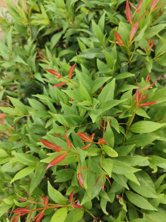 Unic buds with red colour stock image. Image of flora - 277641305