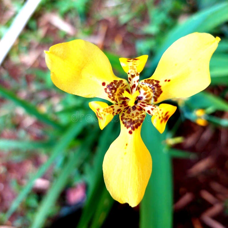 Unic Flower, I& X27;m Like a Windmill Stock Photo - Image of windmill ...