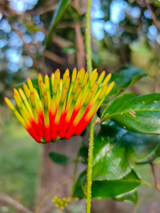 Unic Flower stock image. Image of flower, like, look - 200192539