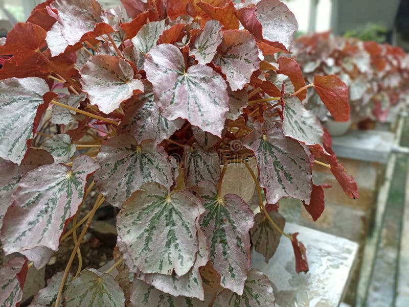 Unic Flower Stock Photos - Free & Royalty-Free Stock Photos from Dreamstime