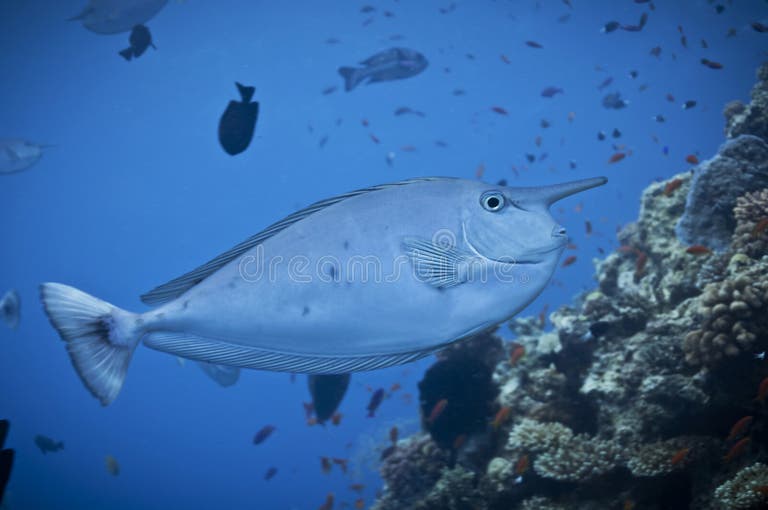 Unicorn fish stock photo. Image of diving, coral, unicorn - 15852392