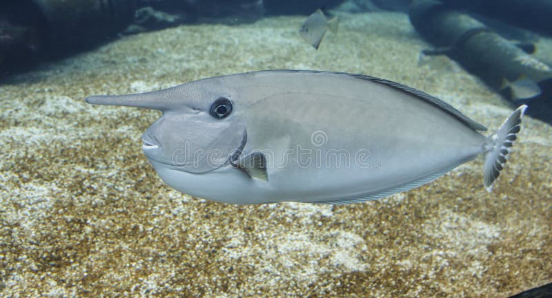 Unicorn Fish Con Horn Di Sguardo Sconosciuto Fotografia Stock ...